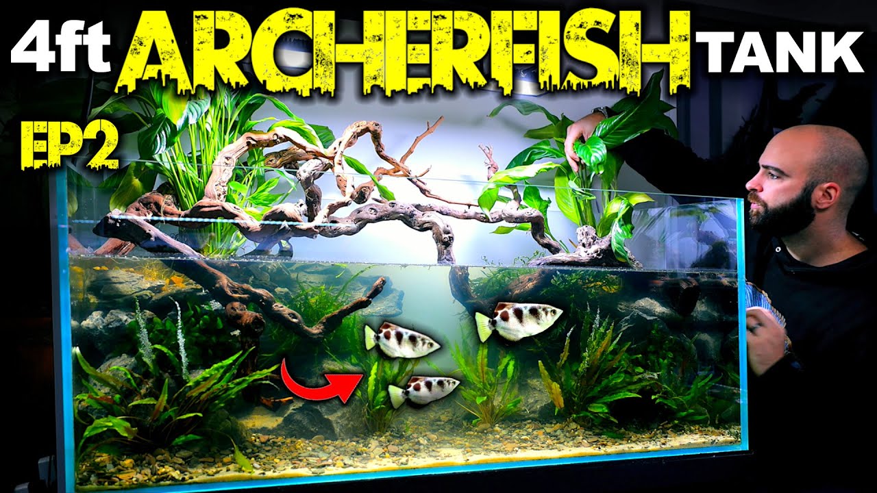 Archer Fish Paludarium