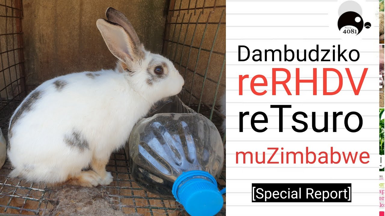 Dambudziko reRHDV kuTsuro | The RHDV Rabbit Disease Crisis in Zimbabwe ...