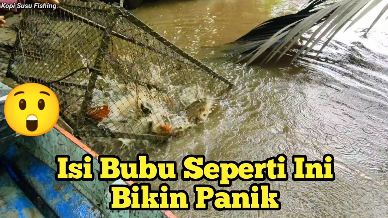 Angkat Bubu Udang Galah dan Bubu Ikan // Spot Bubu Di Sungai Air Payau ...