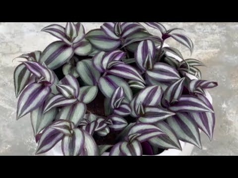 ТРАДЕСКАНЦИЯ АМПЕЛЬНАЯ как укоренить и размножить - YouTube