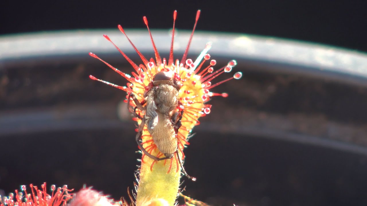 Meat eating plant eats insect! - YouTube