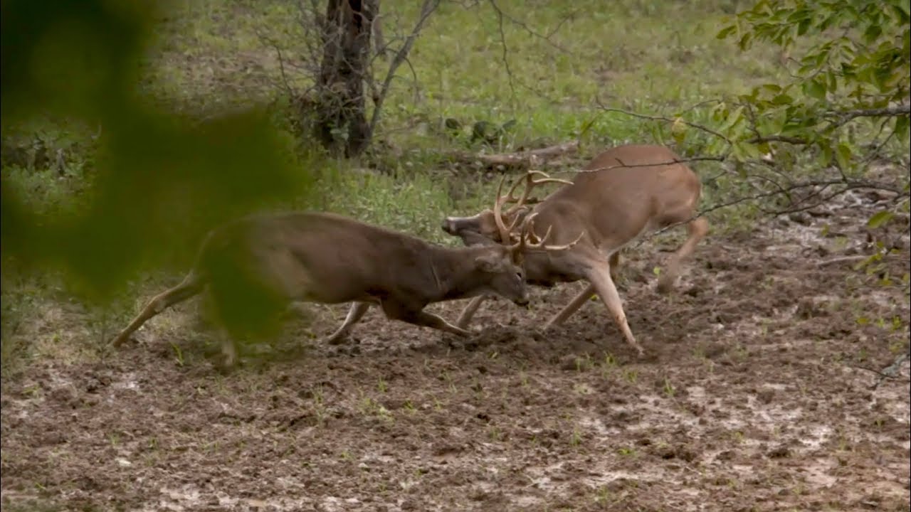 Bucks Fighting in the Mud | Whitetail Deer - YouTube