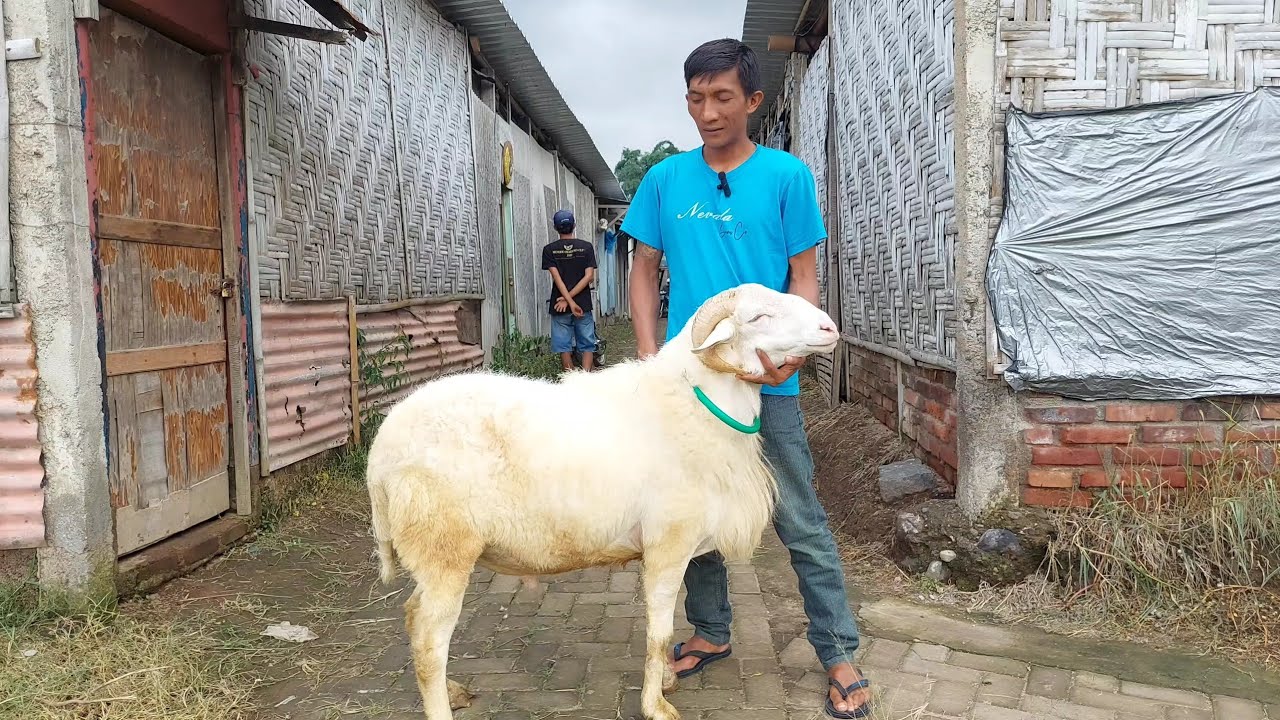 MASKOT KANDANG PETERNAK UNGGUL DOMBA LOKAL SUPER 🔥🔥 - YouTube