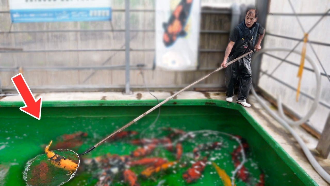 95 CM JUMBO FISH!! (So Colorful) - YouTube