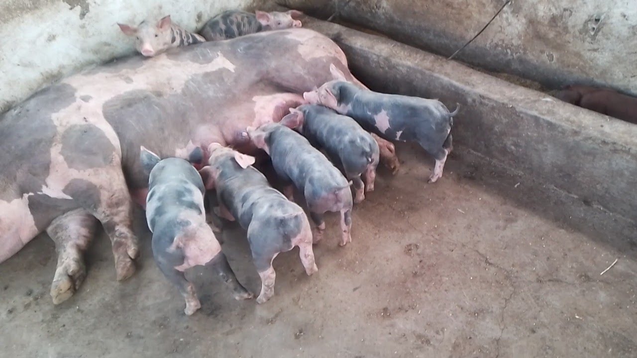 tres porca parida numa baia - YouTube