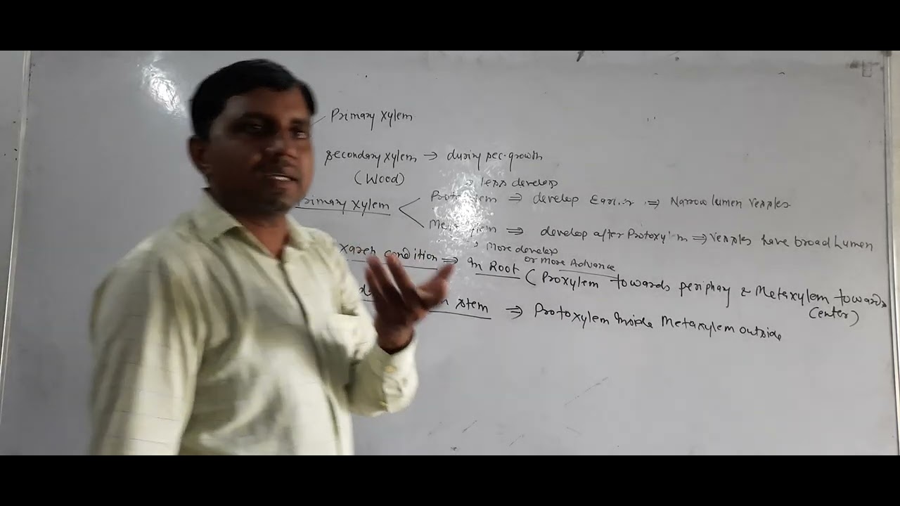 Topic- Protoxylem , metaxylem , Phloem structure and function , tissue ...