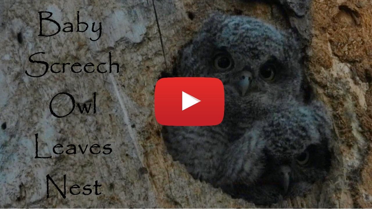 Baby screech owl leaves the nest - YouTube