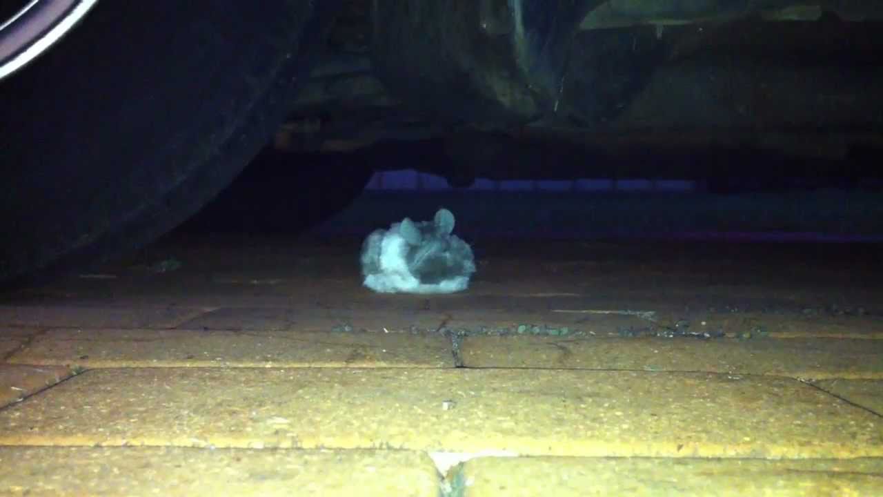 Running Over Mice(Day 221) - YouTube