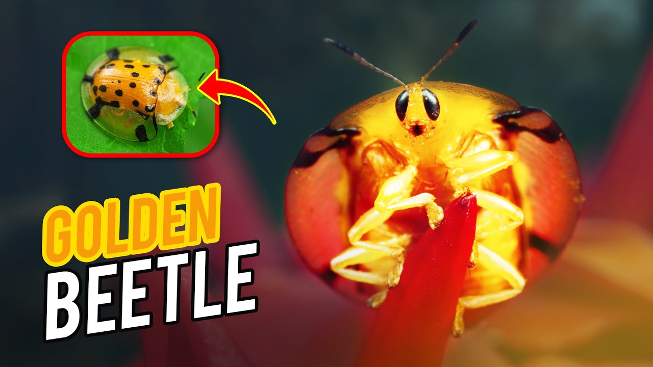 Dope Beetle: Check out the gold bling on this insect! - YouTube