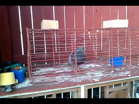 palomas ladronas captura - YouTube