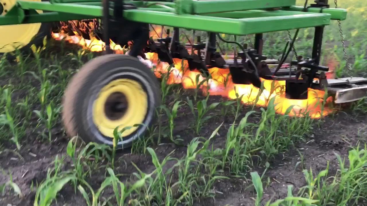 Flame weeding in organic corn - YouTube
