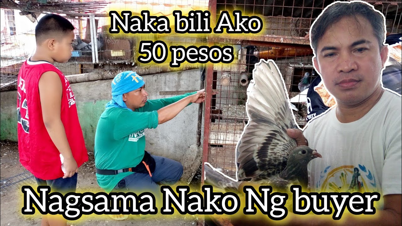 Murang bilihan Ng kalapate GBH AT RARE PIGEON / #Djkhobie - YouTube