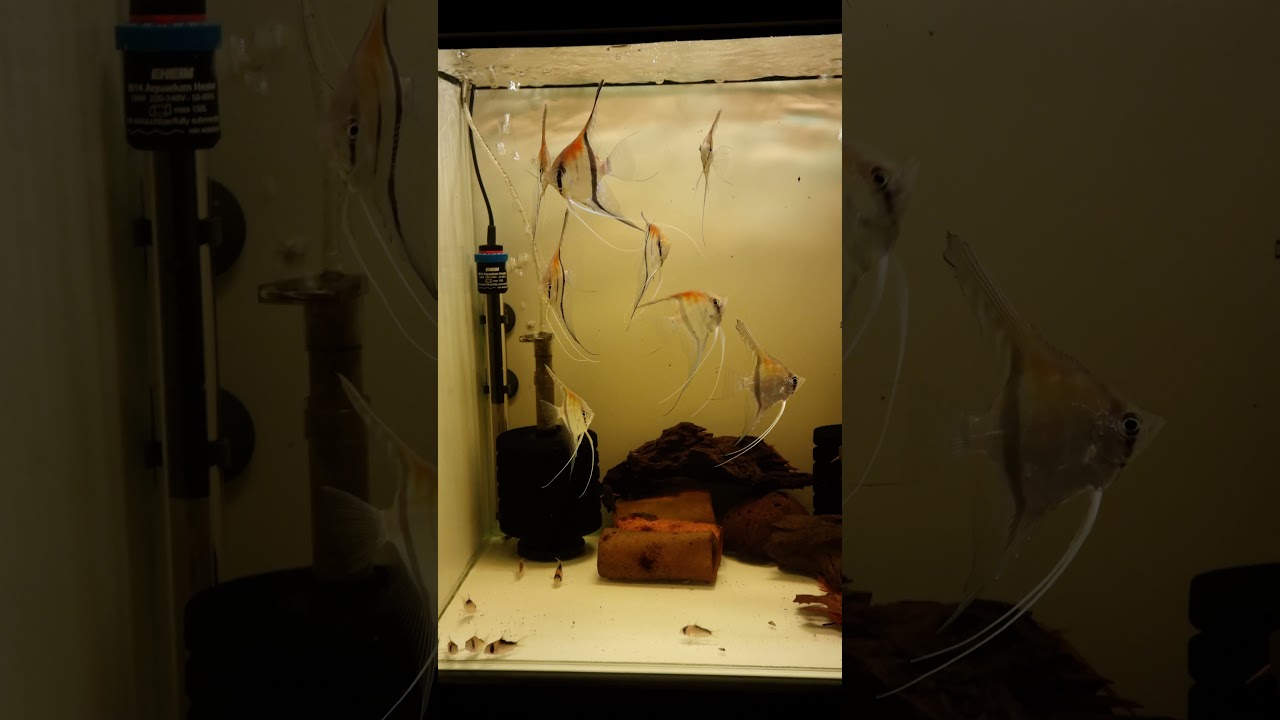 Manacapuru red back angelfish youngster - December 2021 - YouTube