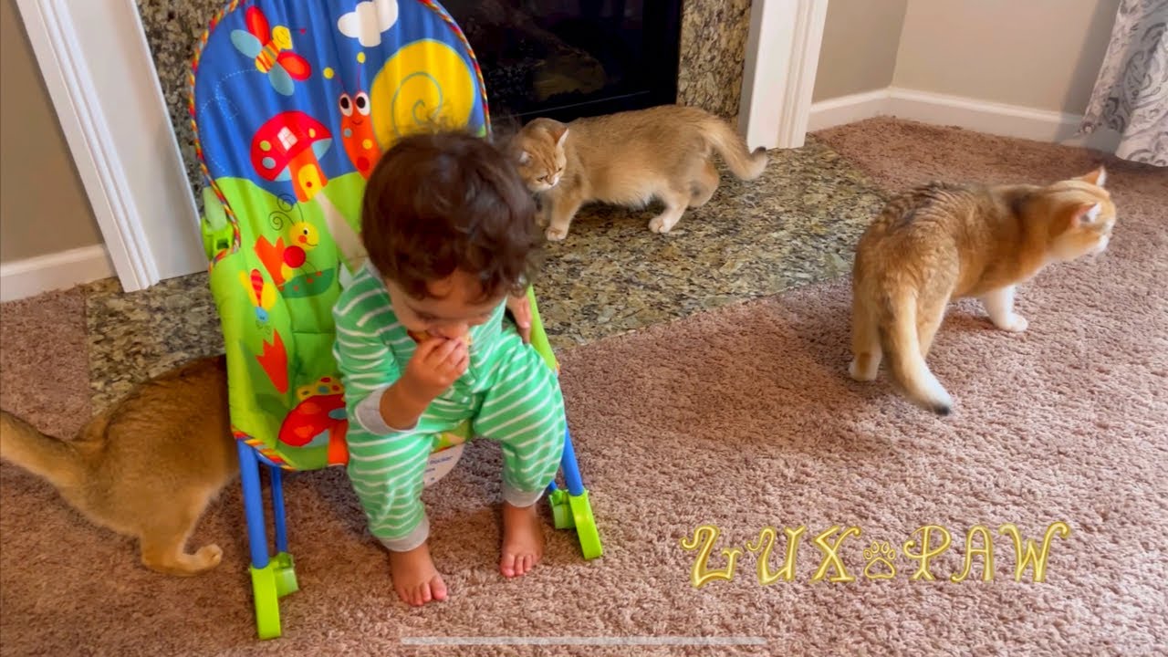 Cute baby sharing snack with kitties 😊 |Lux Paw Cattery - YouTube