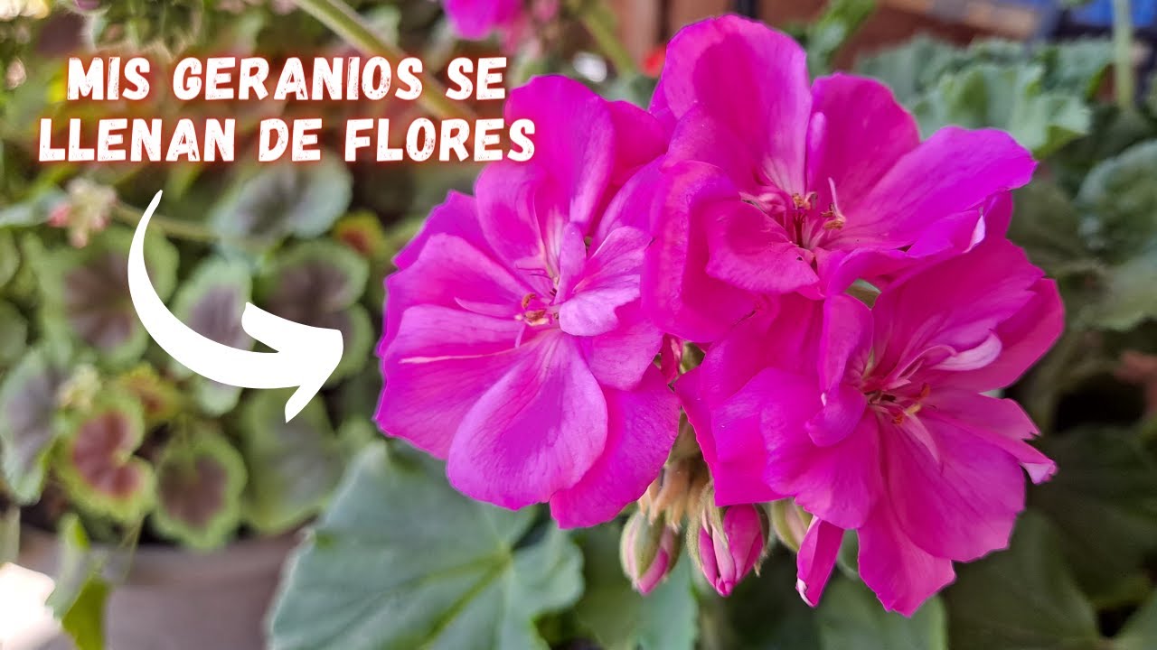 como CUIDAR los GERANIOS para que esten SIEMPRE BELLOS y con Muchas ...