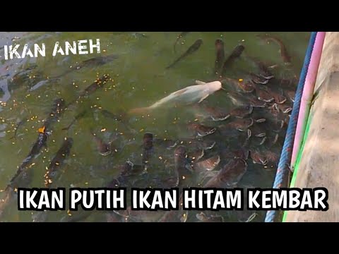 PATIN PUTIH TAMAN LIMO JATIWANGI BEKASI - YouTube