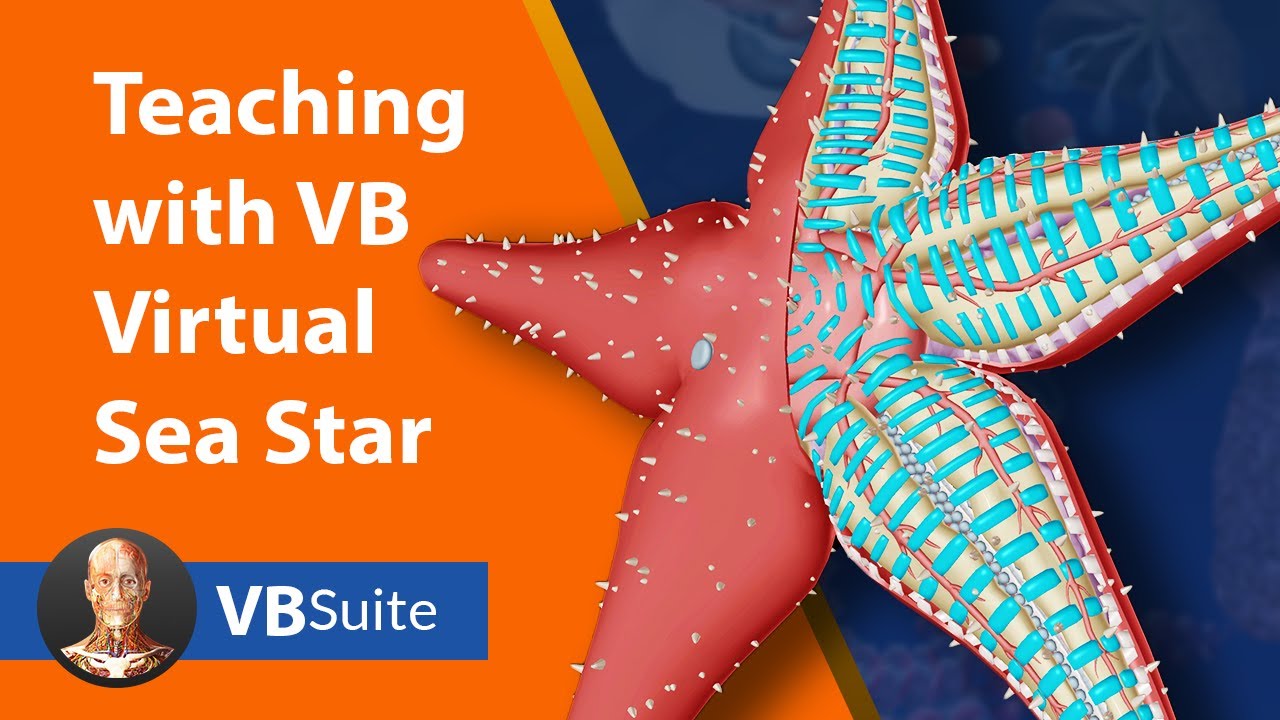 Teaching with Visible Body's Virtual Sea Star Dissection Model - YouTube