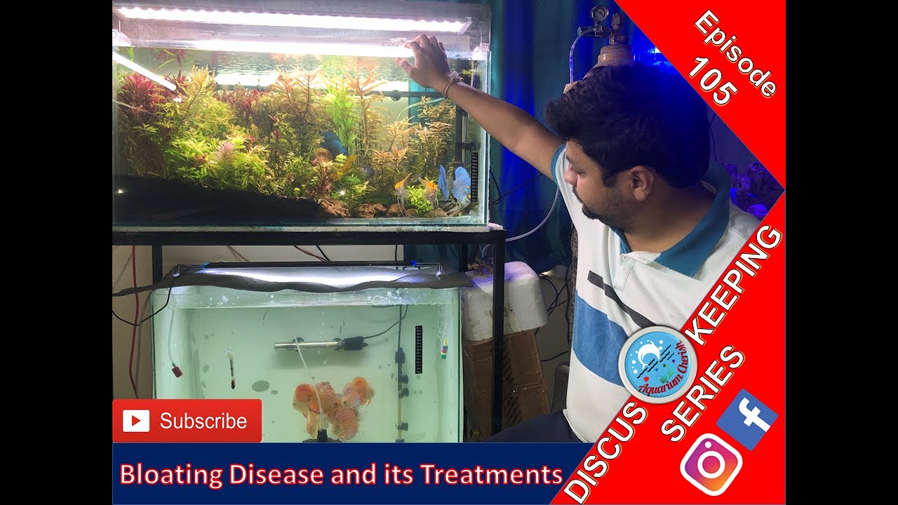 Bloating Disease and its Treatments for Discus | Discus Keeping Series ...