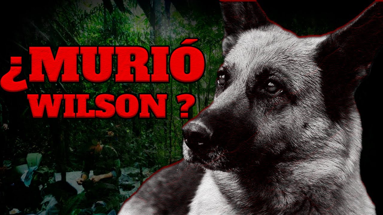 ¿MURIÓ WILSON EL PERRO HÉROE ? la HISTORIA como NUNCA te la CONTARON 🚫 ...