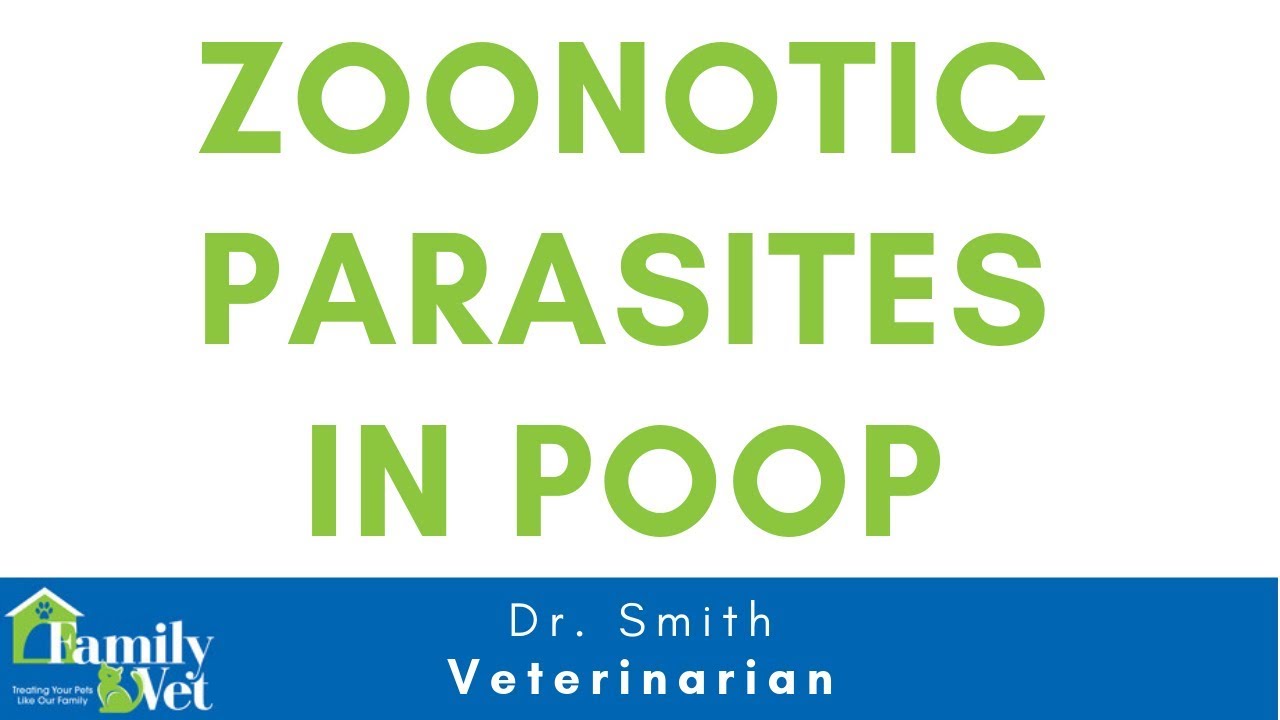 Zoonotic Parasites in Poop | Dog and Human Health - YouTube