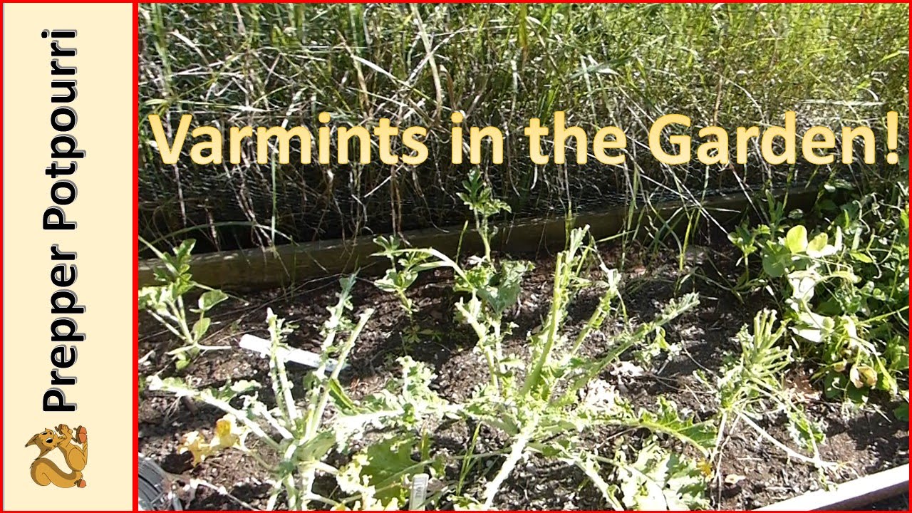 Varmints in the Garden! - YouTube