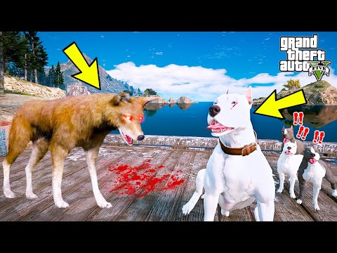 BEYAZ PİTBULL JACK YAVRULARINI AÇ KURT SÜRÜSÜNDEN KORUYOR! - GTA 5
