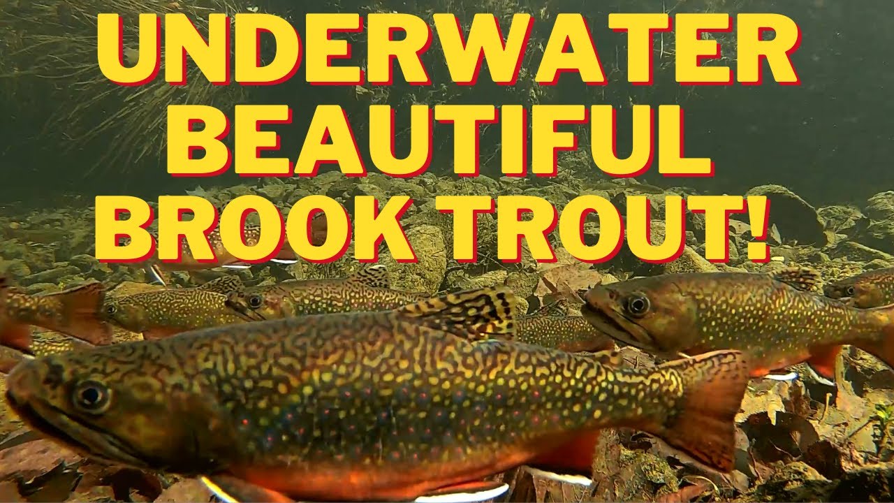 Underwater Beautiful Brook Trout In The Driftless Of Wisconsin! - YouTube