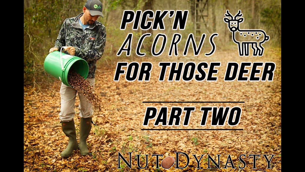 Picking Up Acorns For Deer Bait, Part Two - YouTube