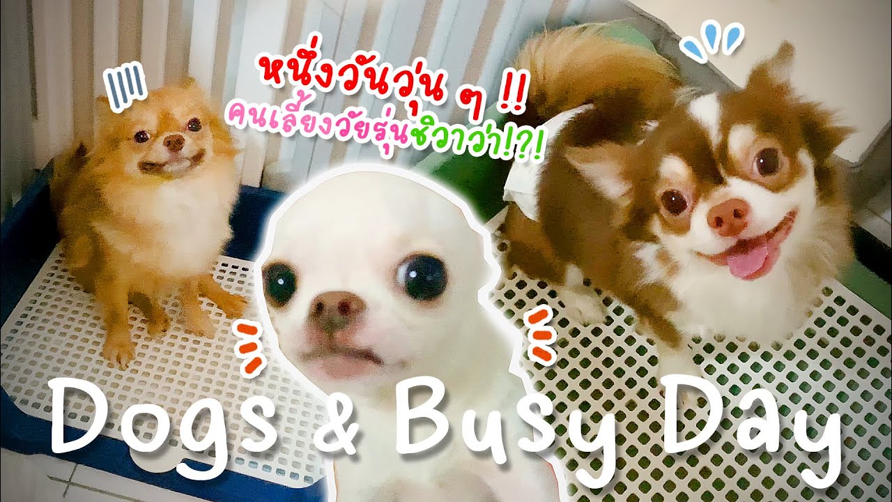 หนึ่งวันวุ่น ๆ ของคนเลี้ยงวัยรุ่นชิวาว่า 🐶🐕 | Dogs & Busy Day 🐾 ...