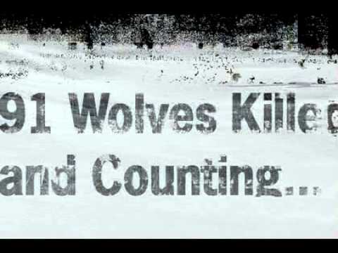 Alaska Aerial Wolf Shooting Animation - YouTube
