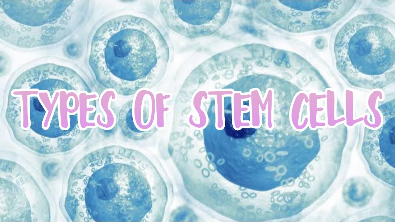 TYPES OF STEM CELLS | TOTI, PLURI, MULTI & UNI POTENT | Malayalam | Bio ...