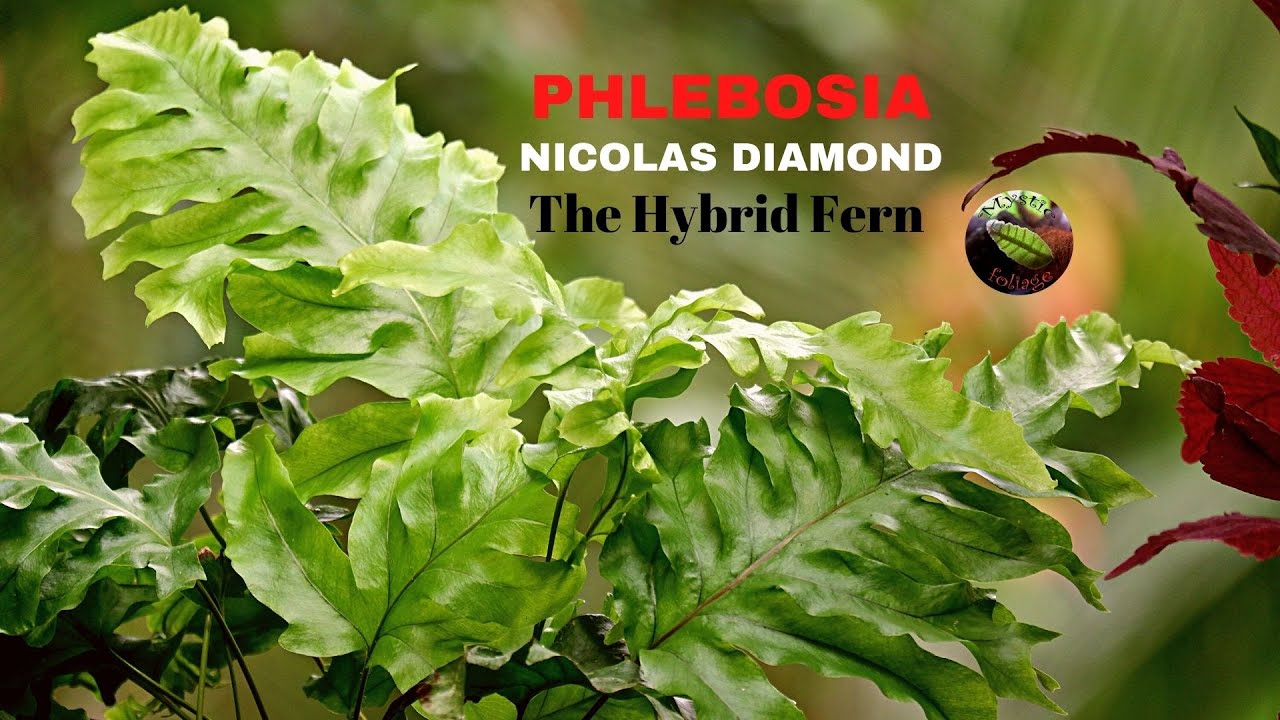 Phlebosia Nicolas Diamond - YouTube