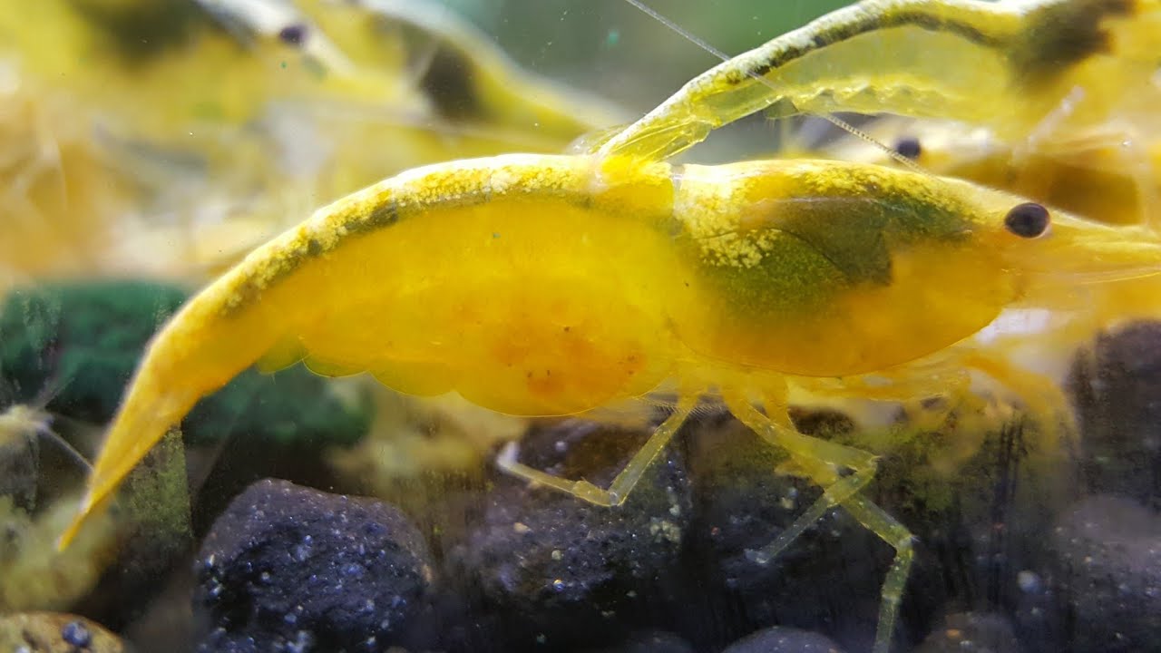 GOLDEN BACK YELLOW SHRIMP (NEOCARIDINA DAVIDI) - YouTube