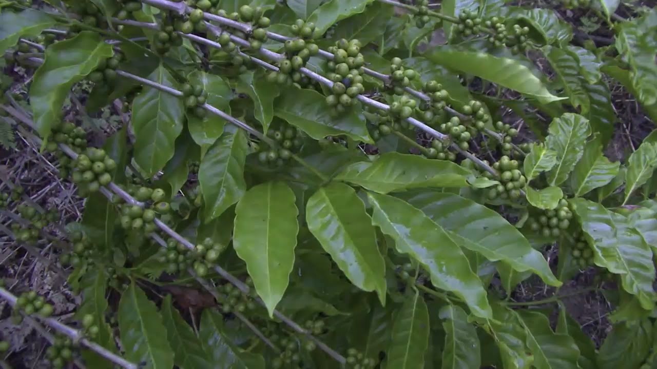 Trabajan en la recuperación de los cafetales - YouTube