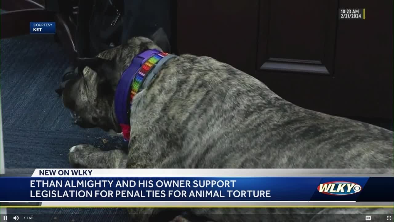 Ethan the dog and his owner support legislation on penalties for animal ...