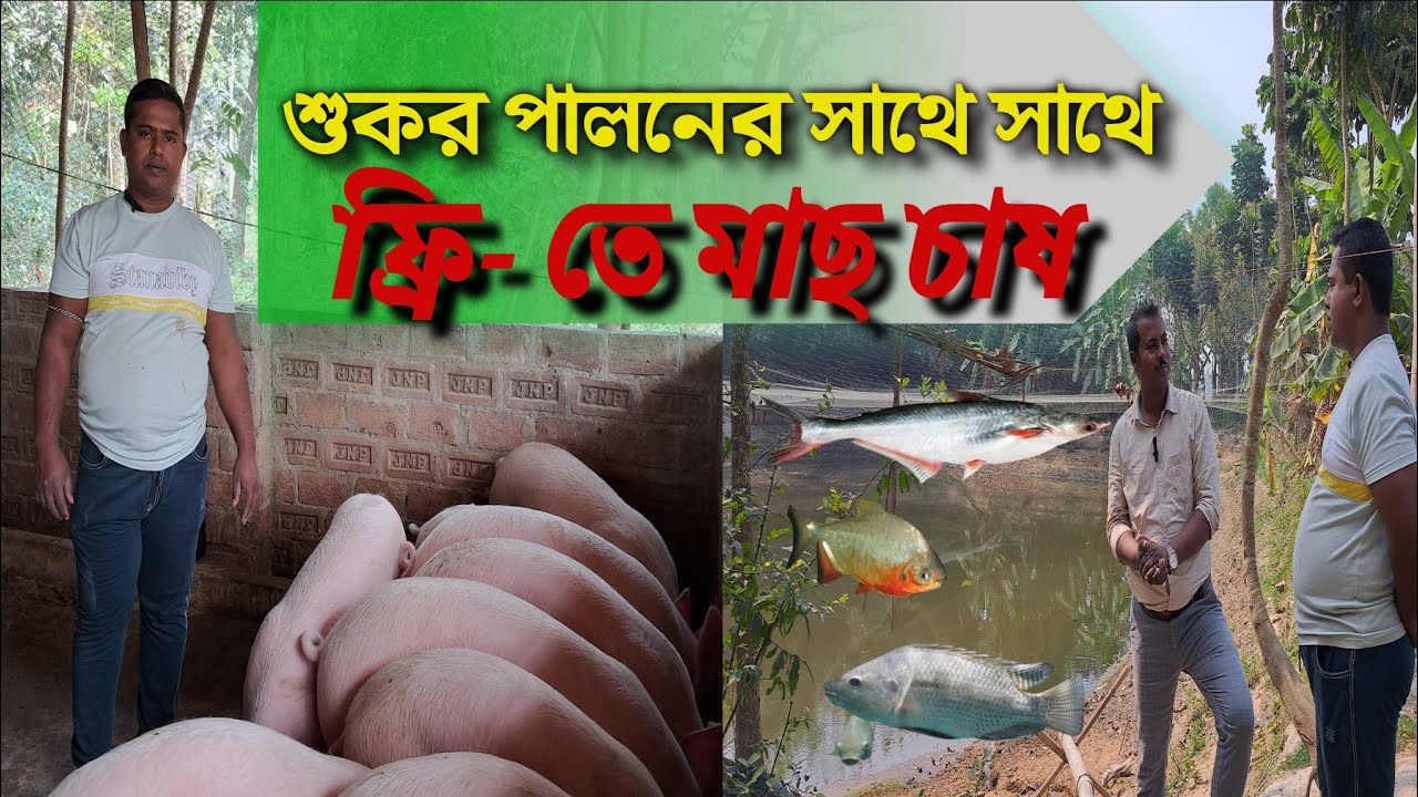 Pig Farming+Fish Farming একসাথে দারুন লাভ /integrated pic and fish ...