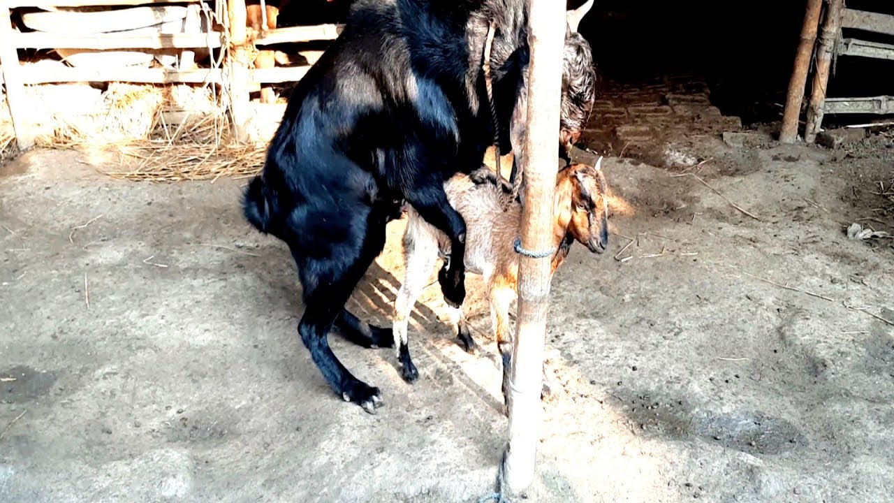 Red goat(bakri) breeding by giant billy-goat। Small bakri crossing ...