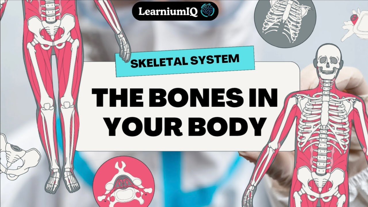 10 Major Bones in the Human Body | Skeletal System Learning & Education ...