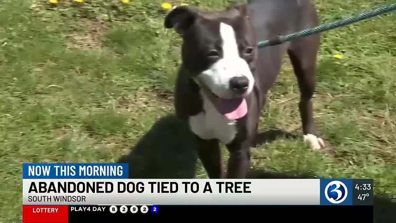 Dog found with collar attached to tree in South Windsor; reward offered ...