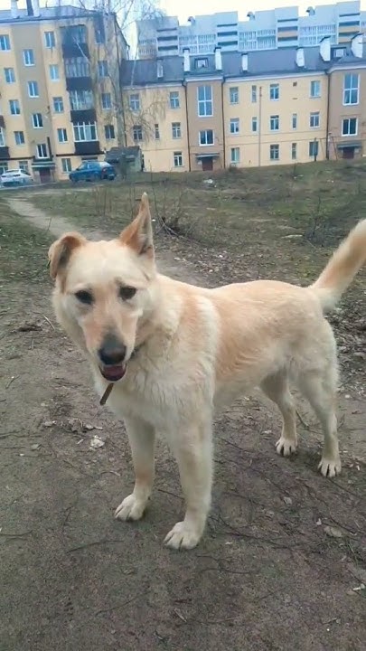 ЛУНА 🌙 Собака- улыбака🐕🐾 #happy#dog #funny - YouTube