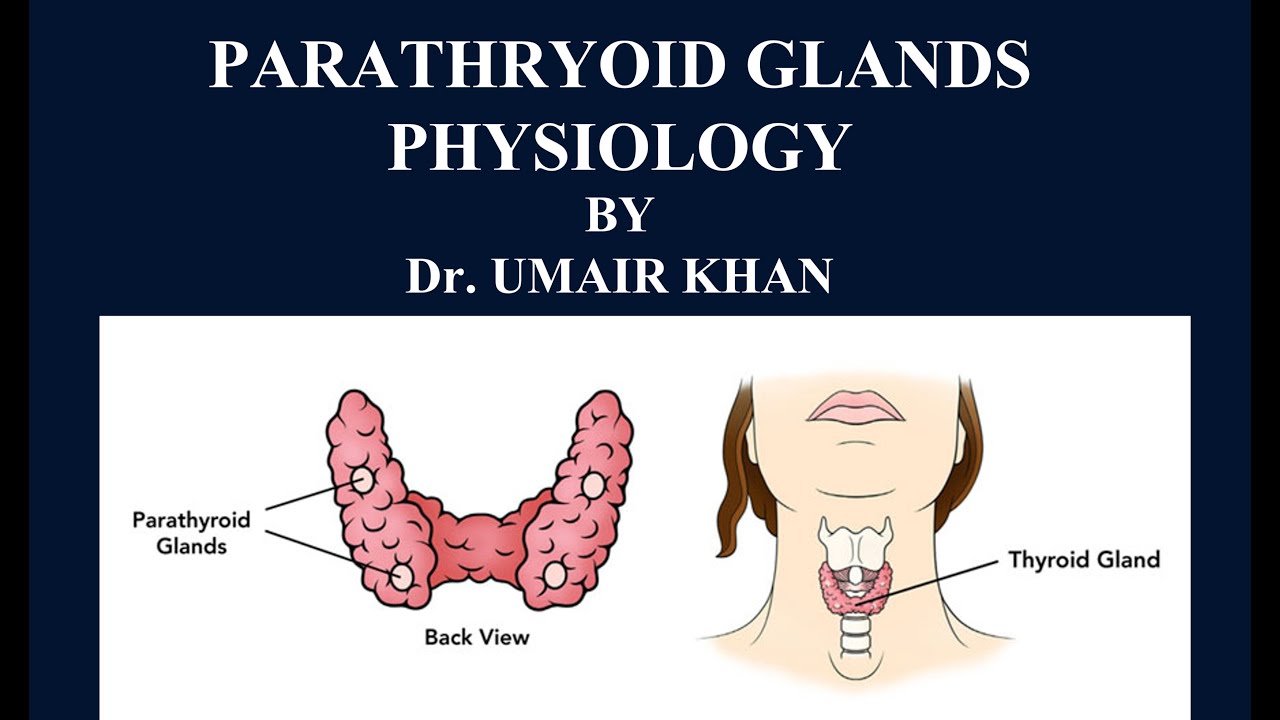 Parathyroid Glands Physiology by Dr. Umair Khan I Endocrine System I ...