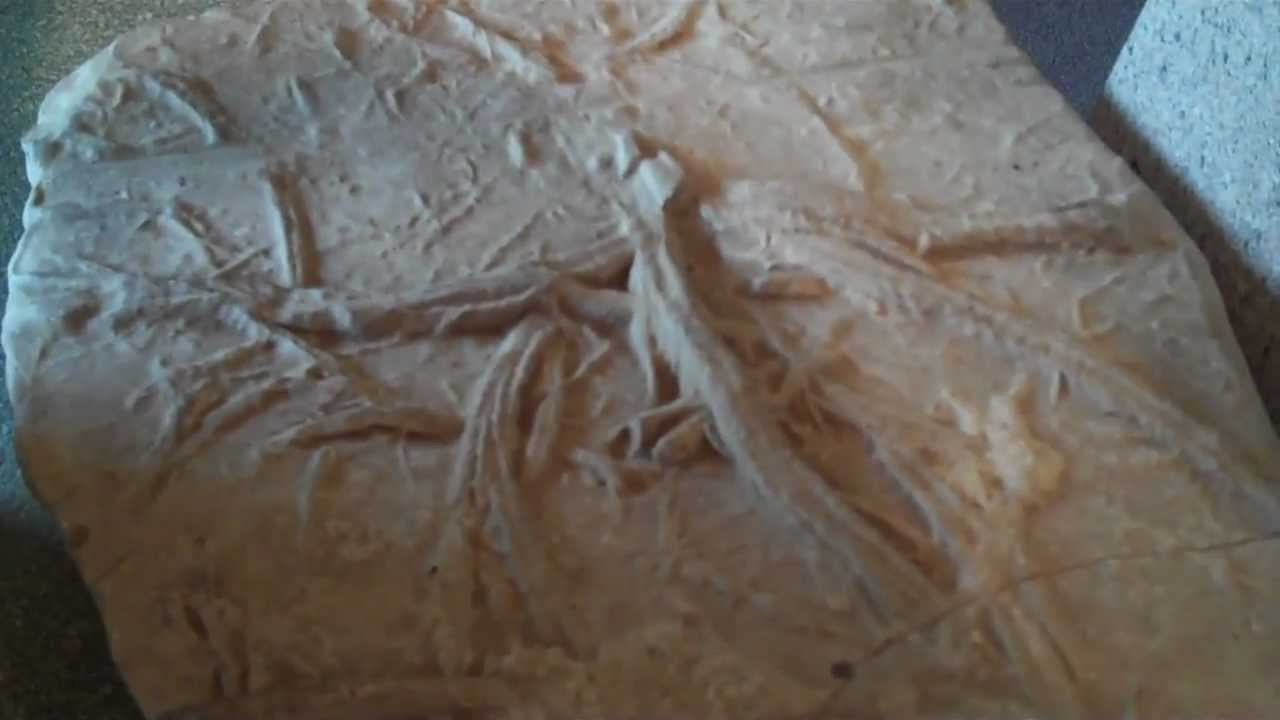 Swamp Fossils from Red River Gorge, Daniel Boone National Forest - YouTube