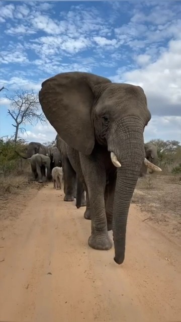 baby animel to solder animal transformation. #animals #vairalshort 😺 ...