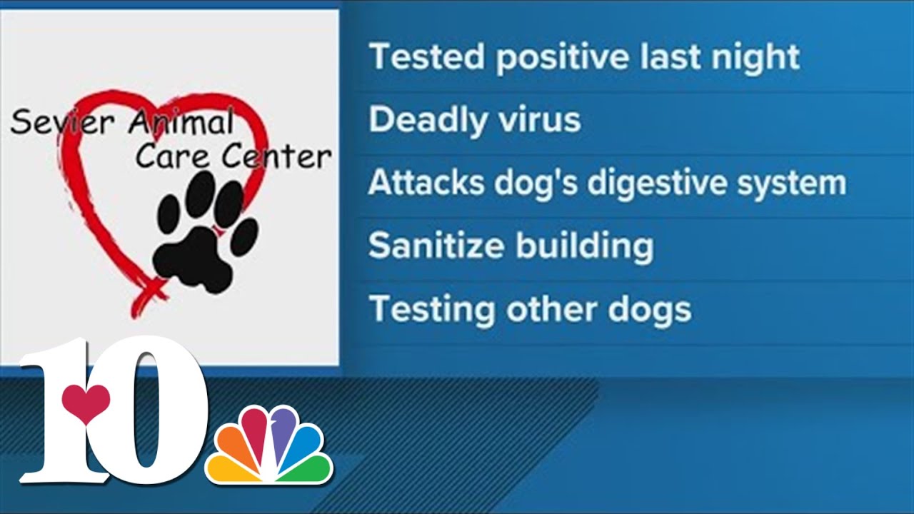 Dog positive for parvo at Sevier clinic - YouTube