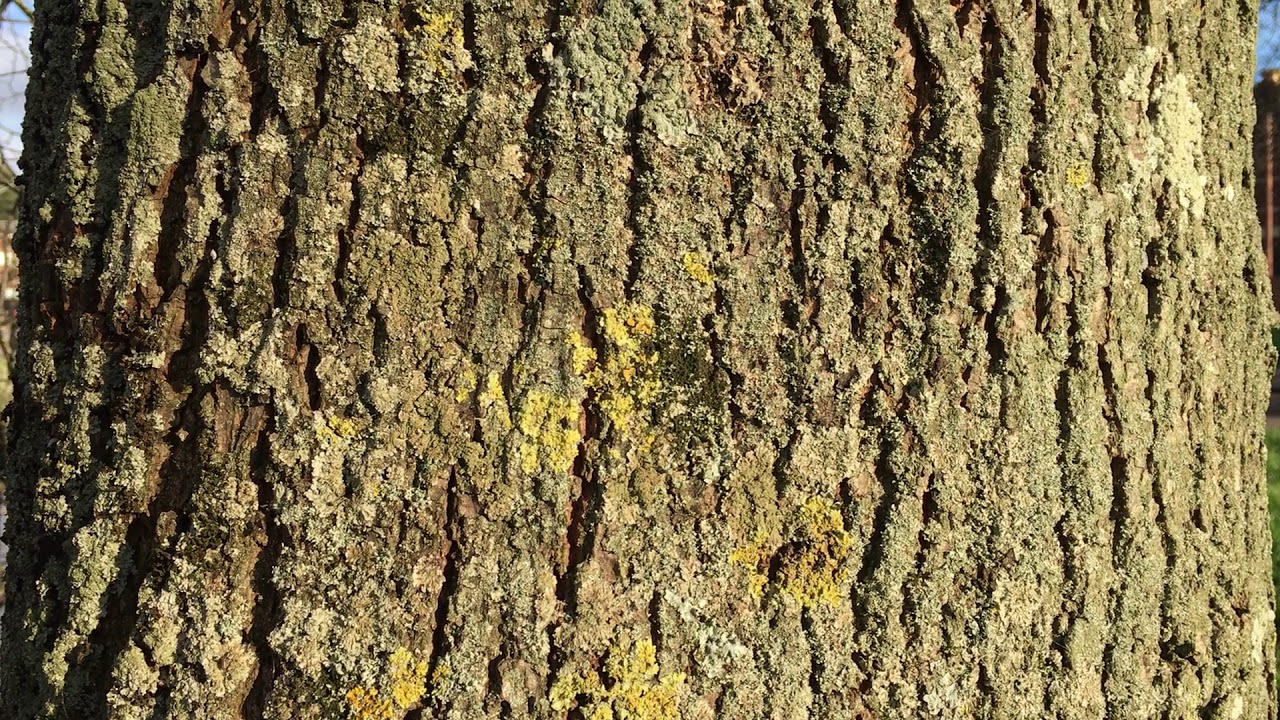 Common lime - trunk close up - January 2020 - YouTube