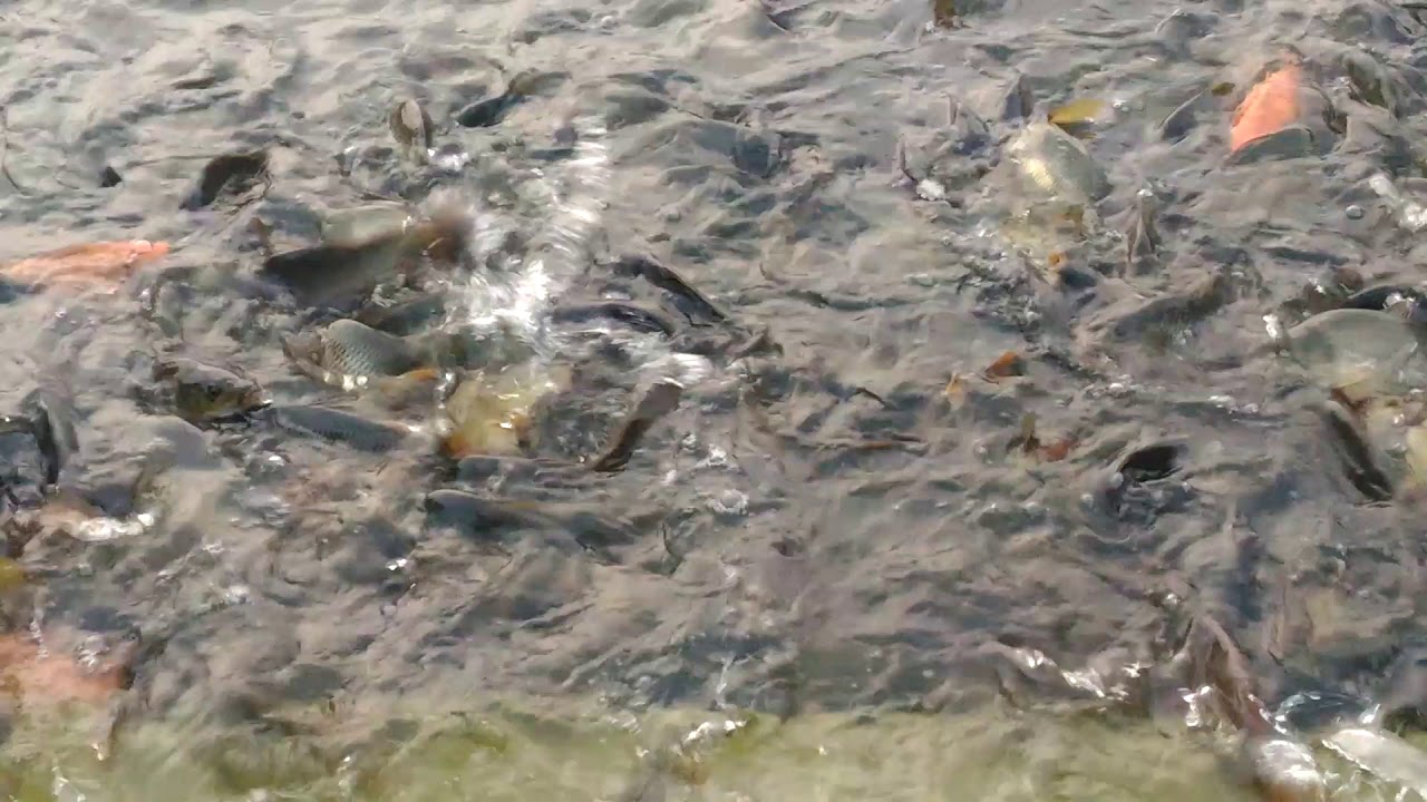 Amazing Fish in Talab.. - YouTube