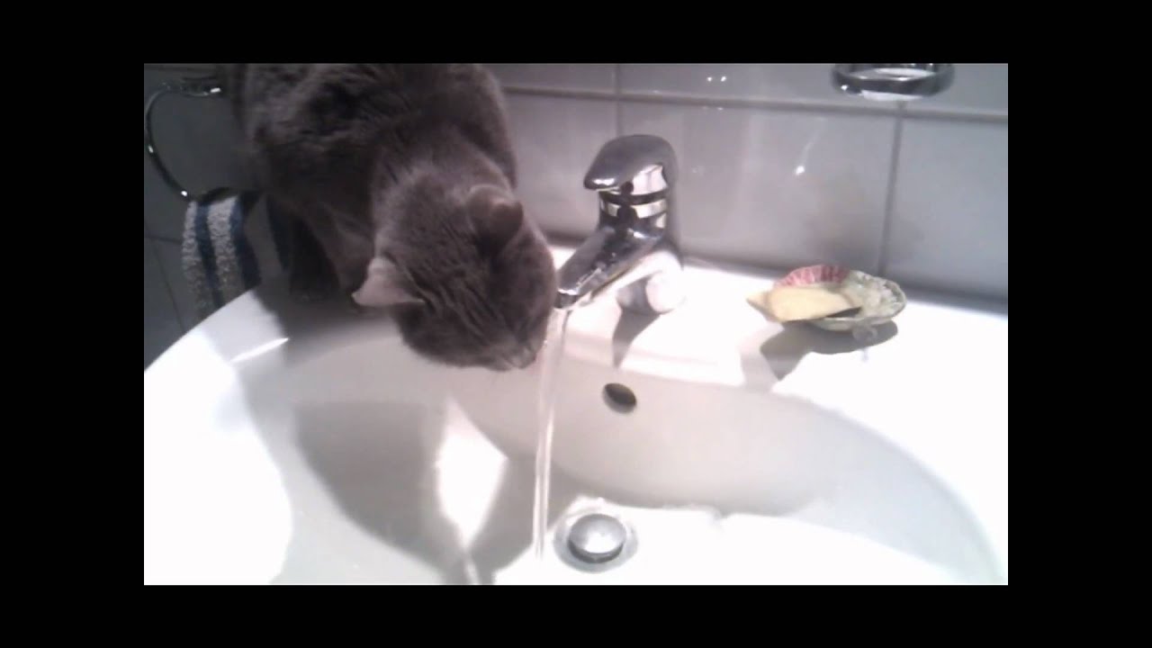 Cleo goes Human? - YouTube