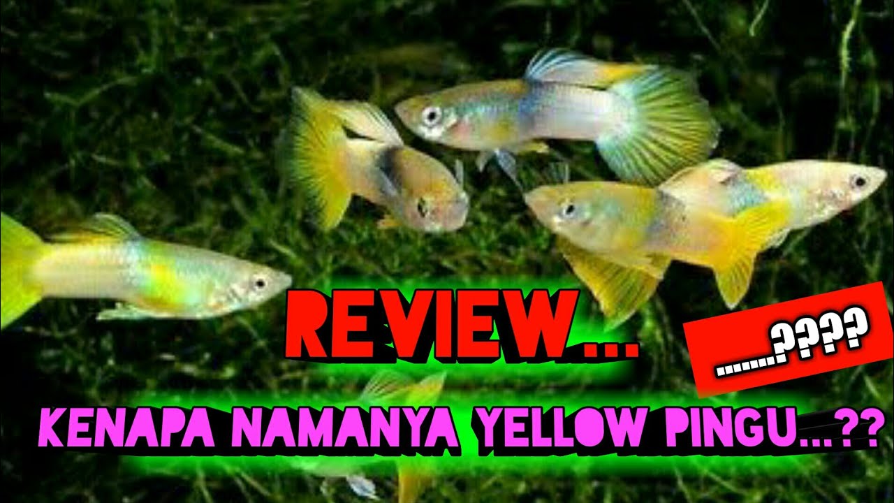 IKAN GUPPY YELLOW PINGU - YouTube