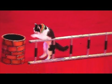 Circus. The show cats. Цирк. Смотреть Шоу кошек. - YouTube