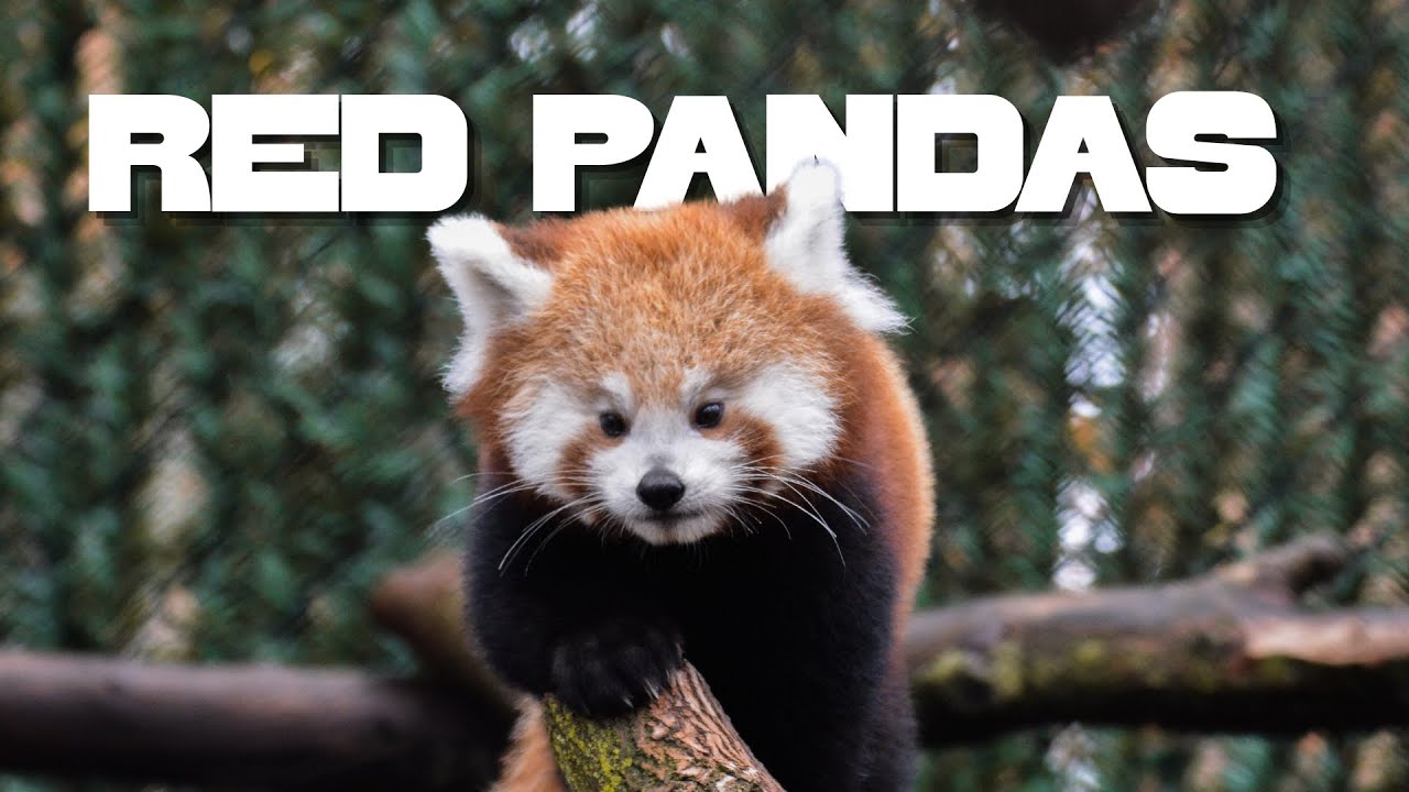 Red Panda Secrets You Never Knew - YouTube